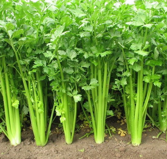 Kerevizin Faydaları